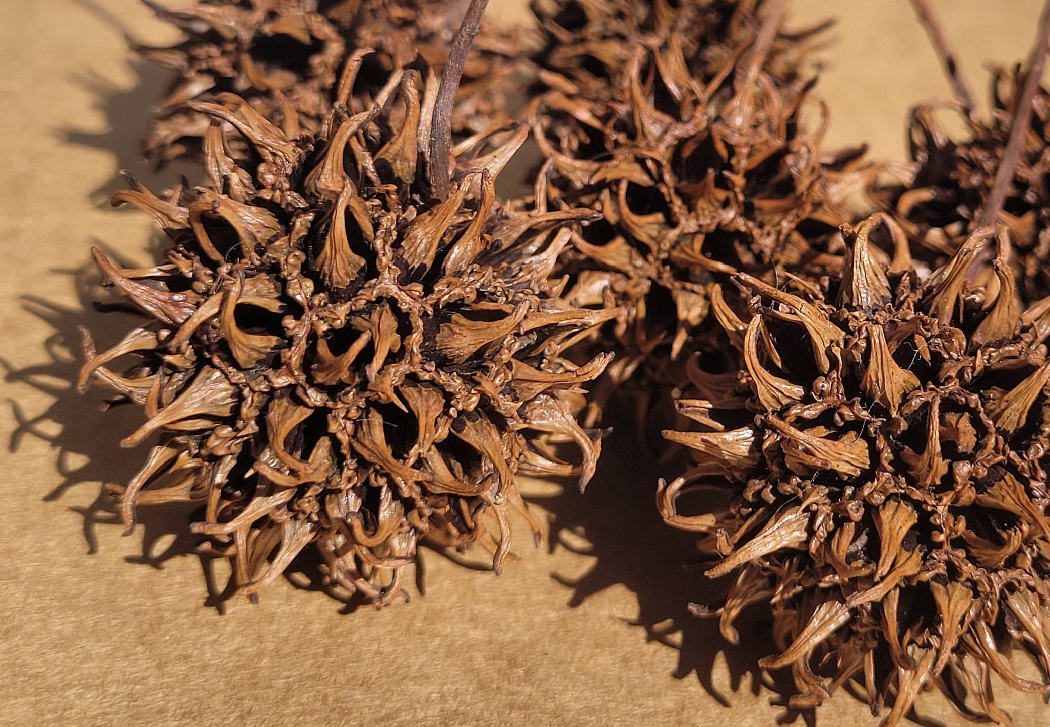 Sweet Gum Seed Pods - Etsy