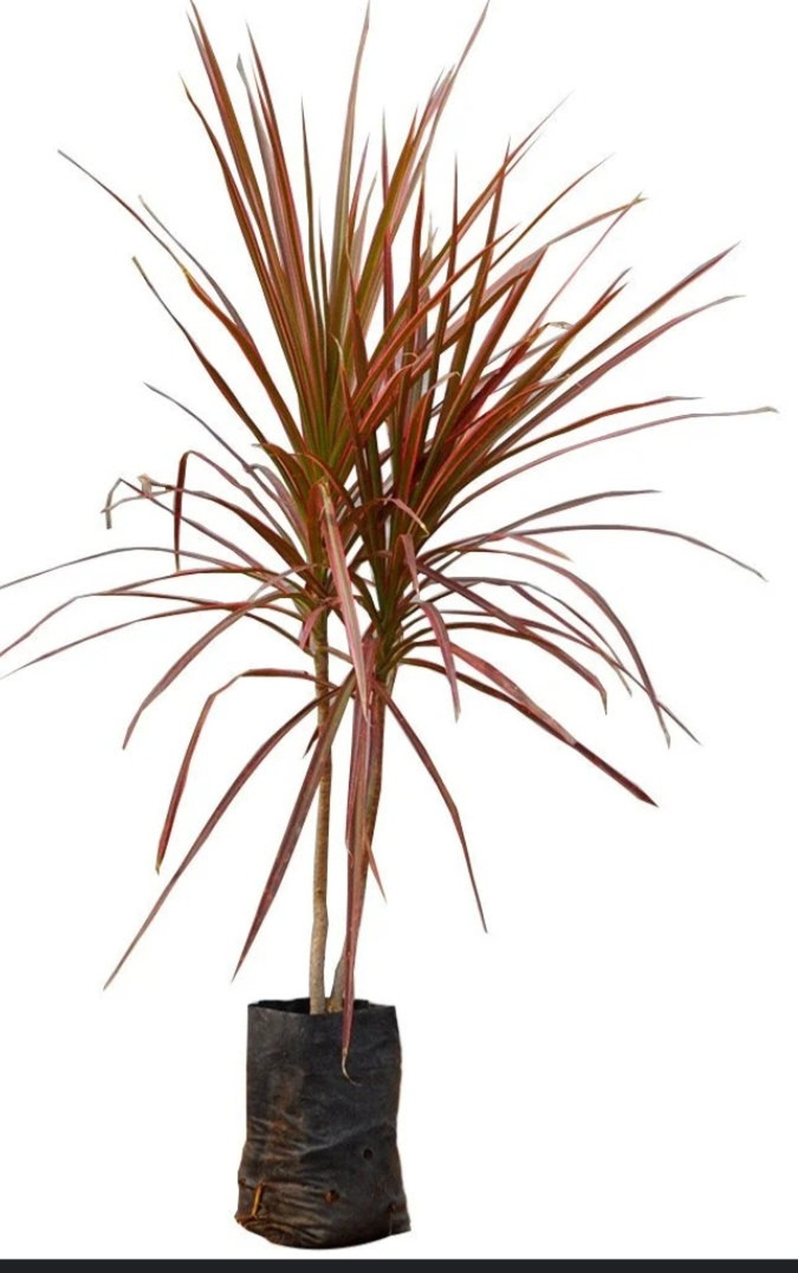 Dragon Tree *dracaena Marginata Tricolor* Cutting - Etsy