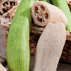 Organic Luffa/loofah Seeds - Etsy