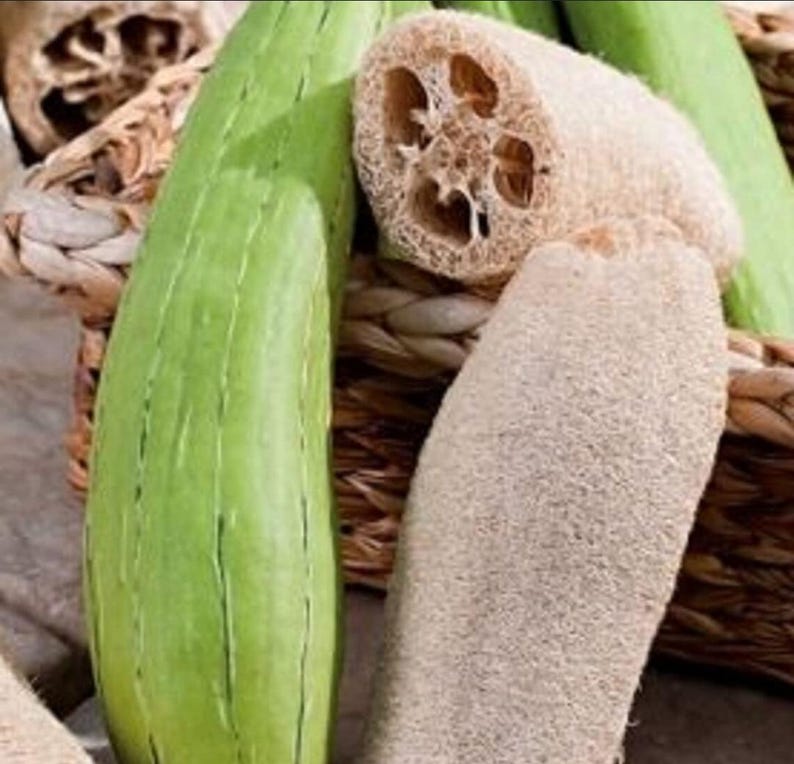 Organic Luffa/loofah Seeds - Etsy