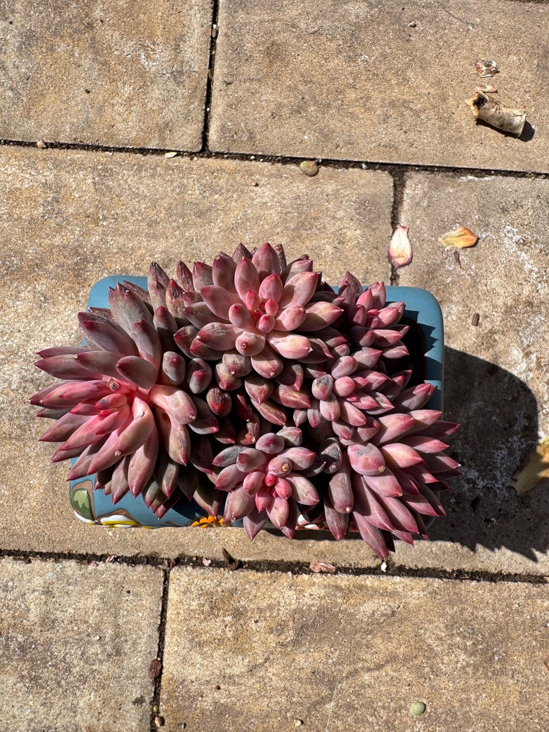 6”echeveria Angel Fingers Cluster - Etsy