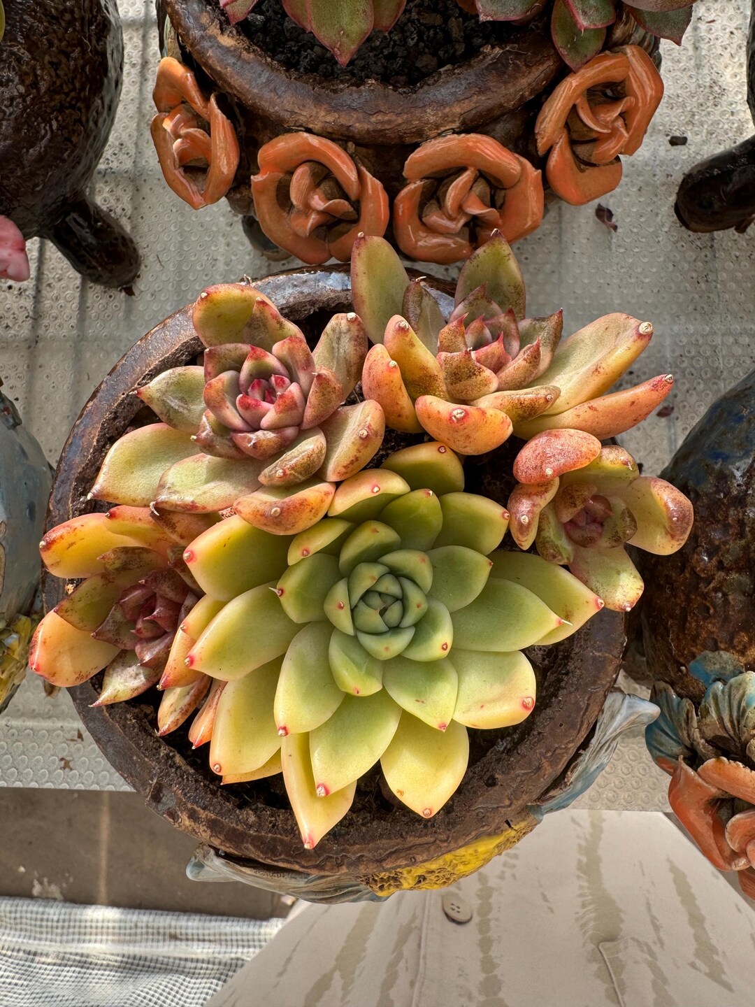 5”echeveria 'black Crystal'variegated Succulent Color Variation Very ...