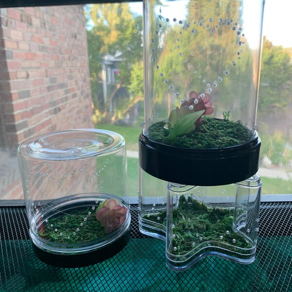 Jumping Spider Enclosure - Etsy