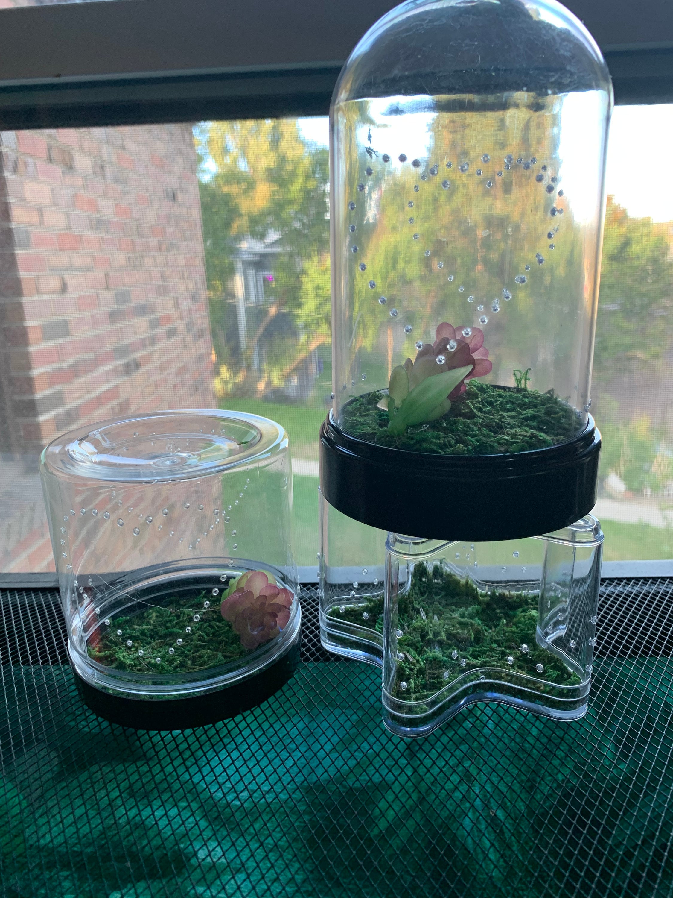 Jumping Spider Enclosures - Etsy