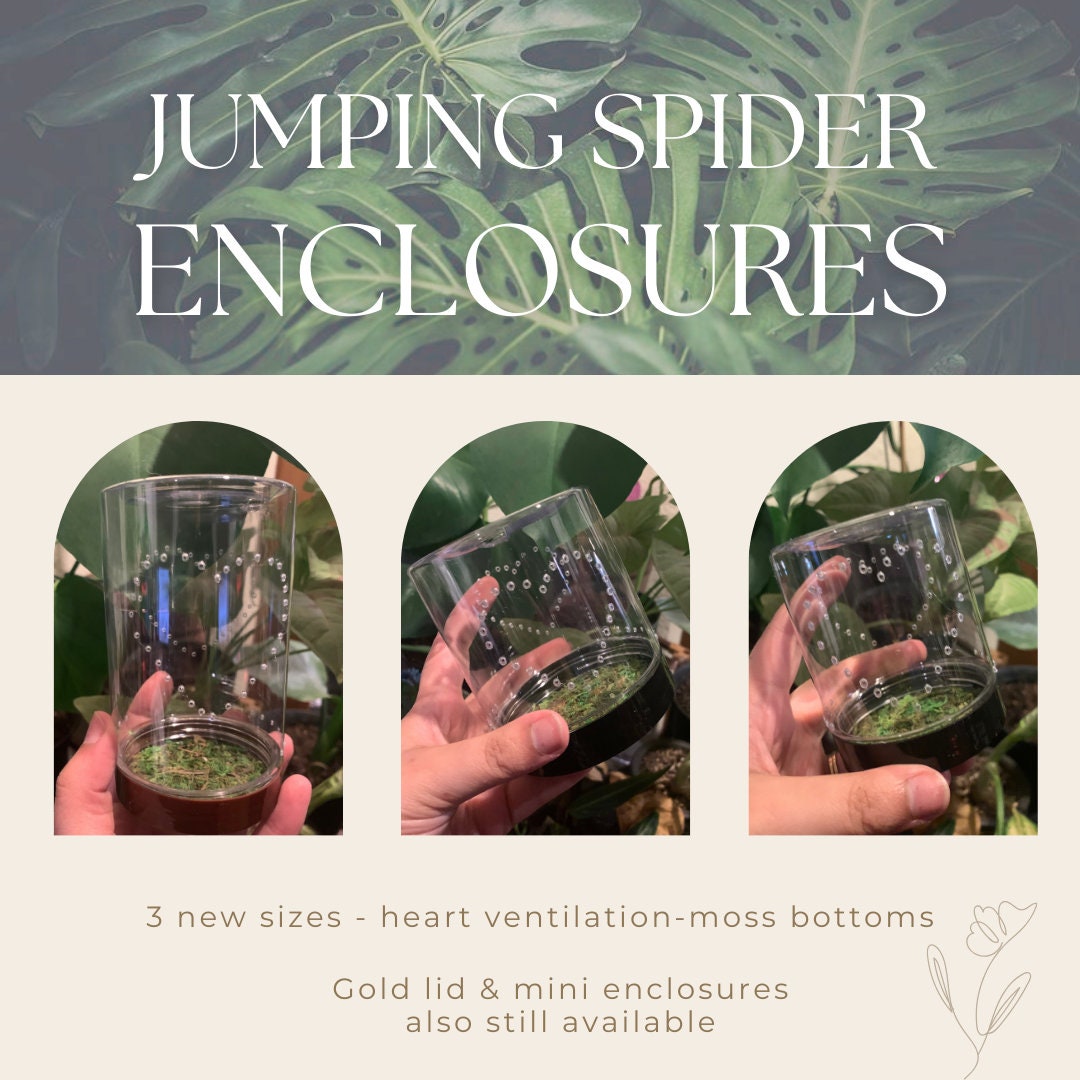 Jumping Spider Enclosures - Etsy