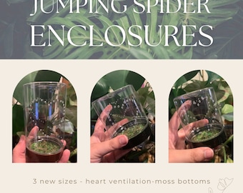 DIY Boho Jumping Spider Enclosure Decor Enclosure Accessories DIY ...