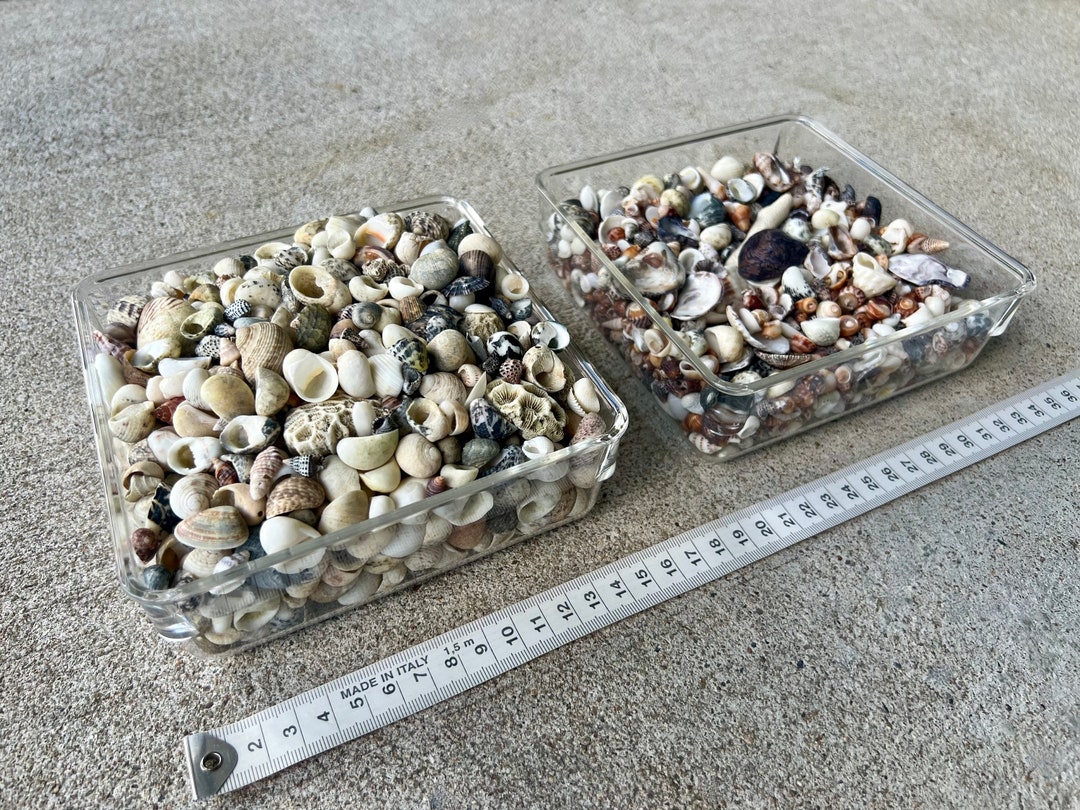 Hand-collected Island Beach Tiny Shells - Etsy