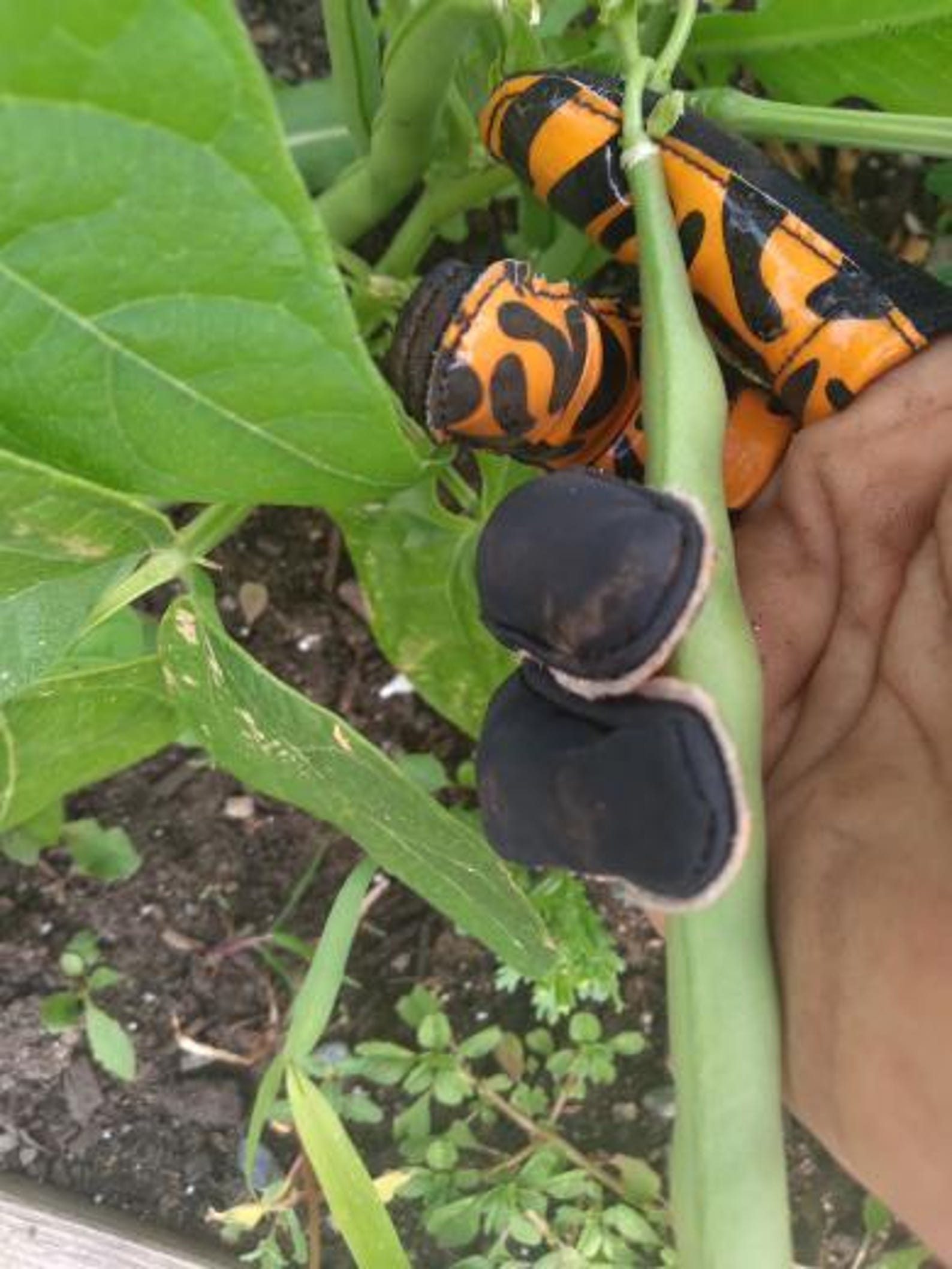 Grip Solution /finger Protector, Compression Sleeve. 5 Piece / 5 Colors ...