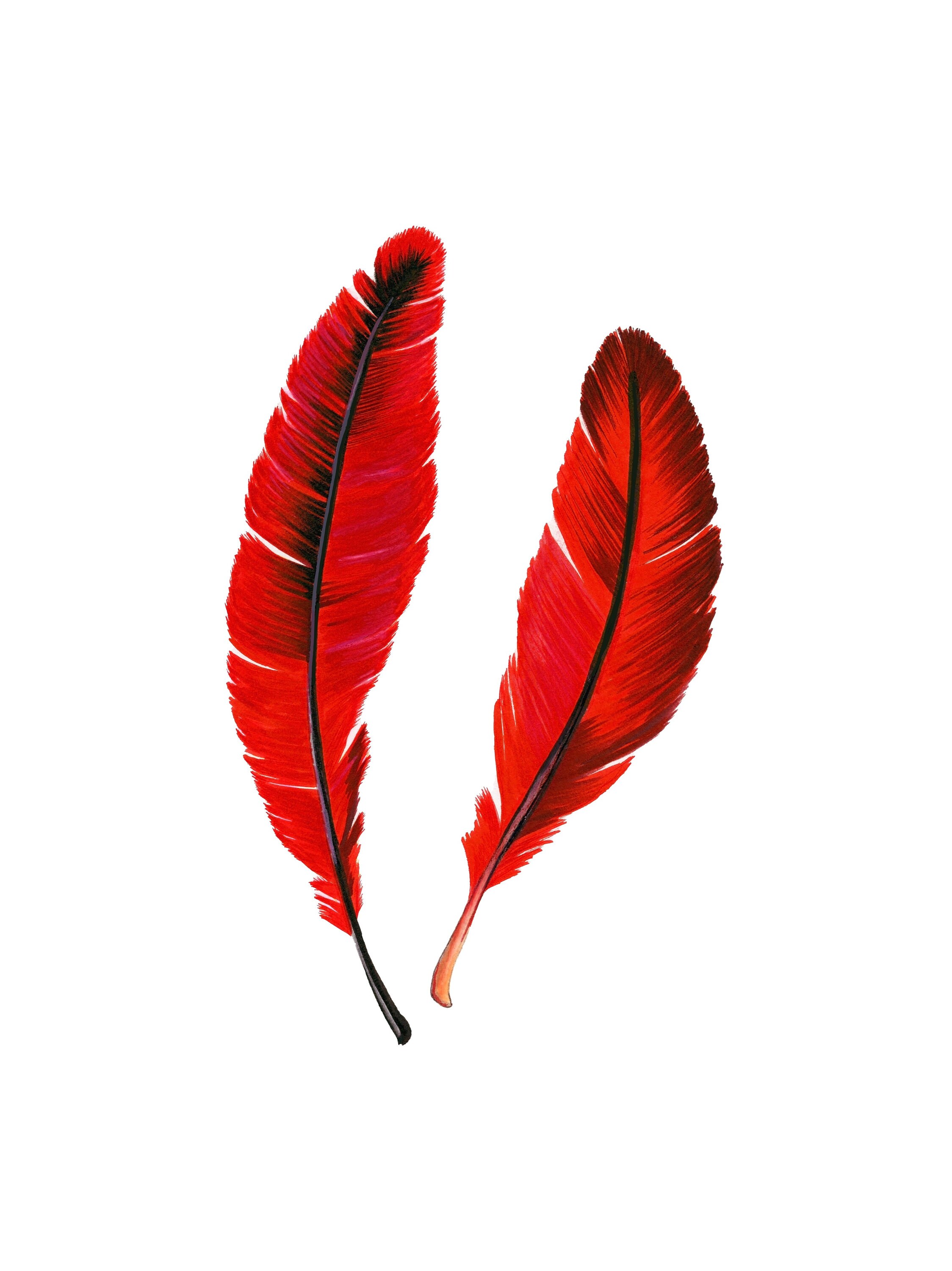 Cardinal Feathers - Etsy