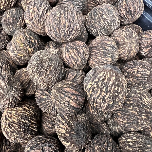 Black Walnut Shells - Etsy