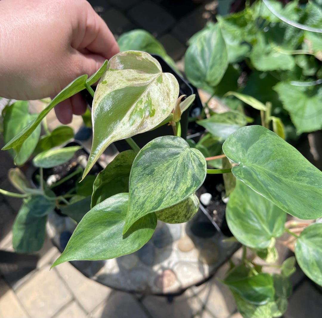 Philodendron, Variegated Heart Leaf, Vining Plant, Starter Plants ...