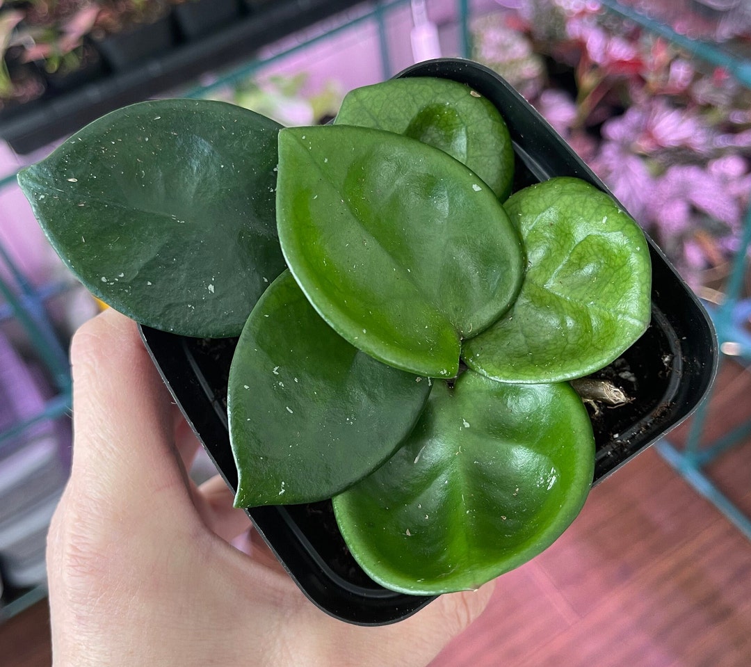 Hoya Chelsea, Carnosa, Rare, Wax Plant, Flowering Plant, Vining Plant ...