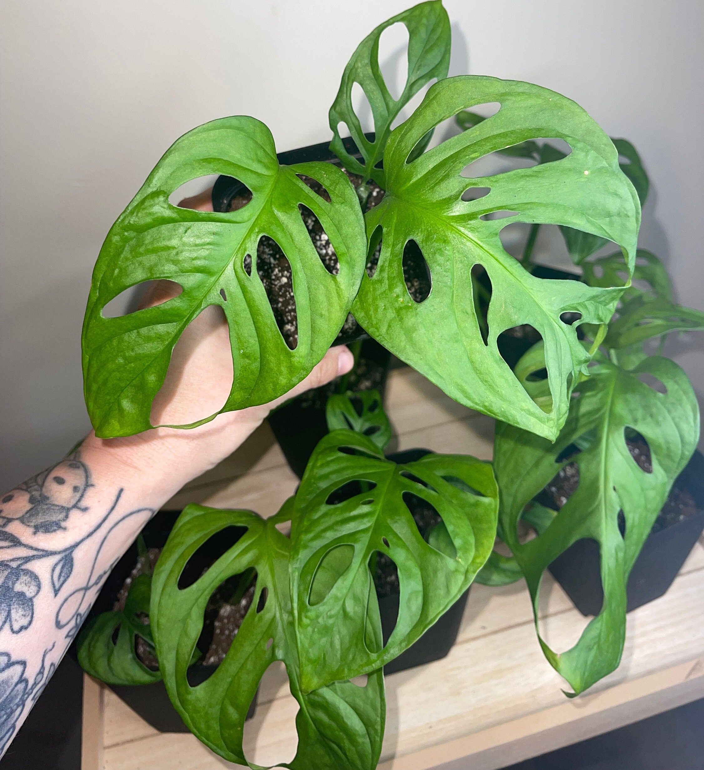 Monstera Adansonii Swiss Cheese Plant Vining - Etsy