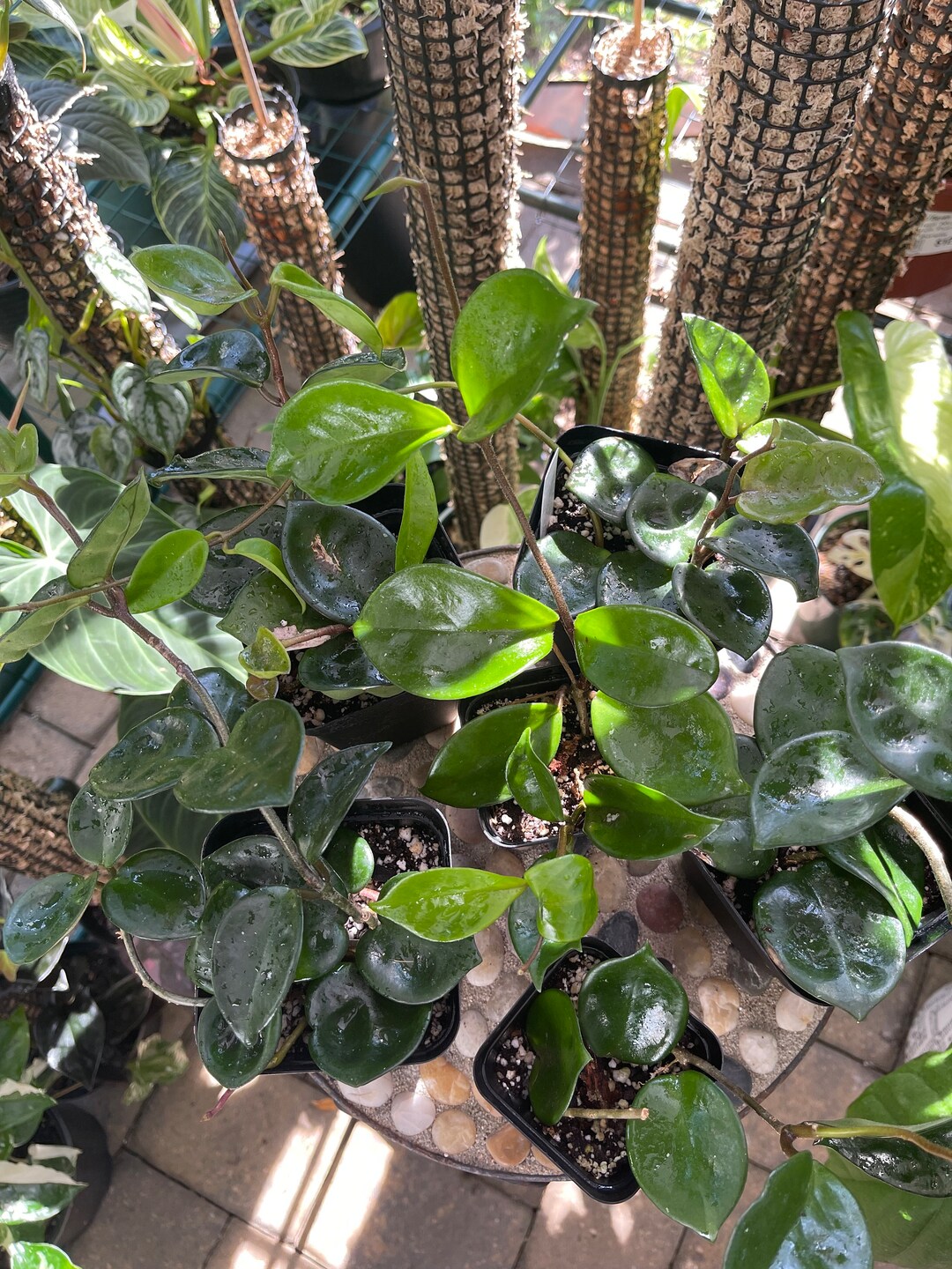 Hoya Chelsea, Carnosa, Rare, Wax Plant, Flowering Plant, Vining Plant ...