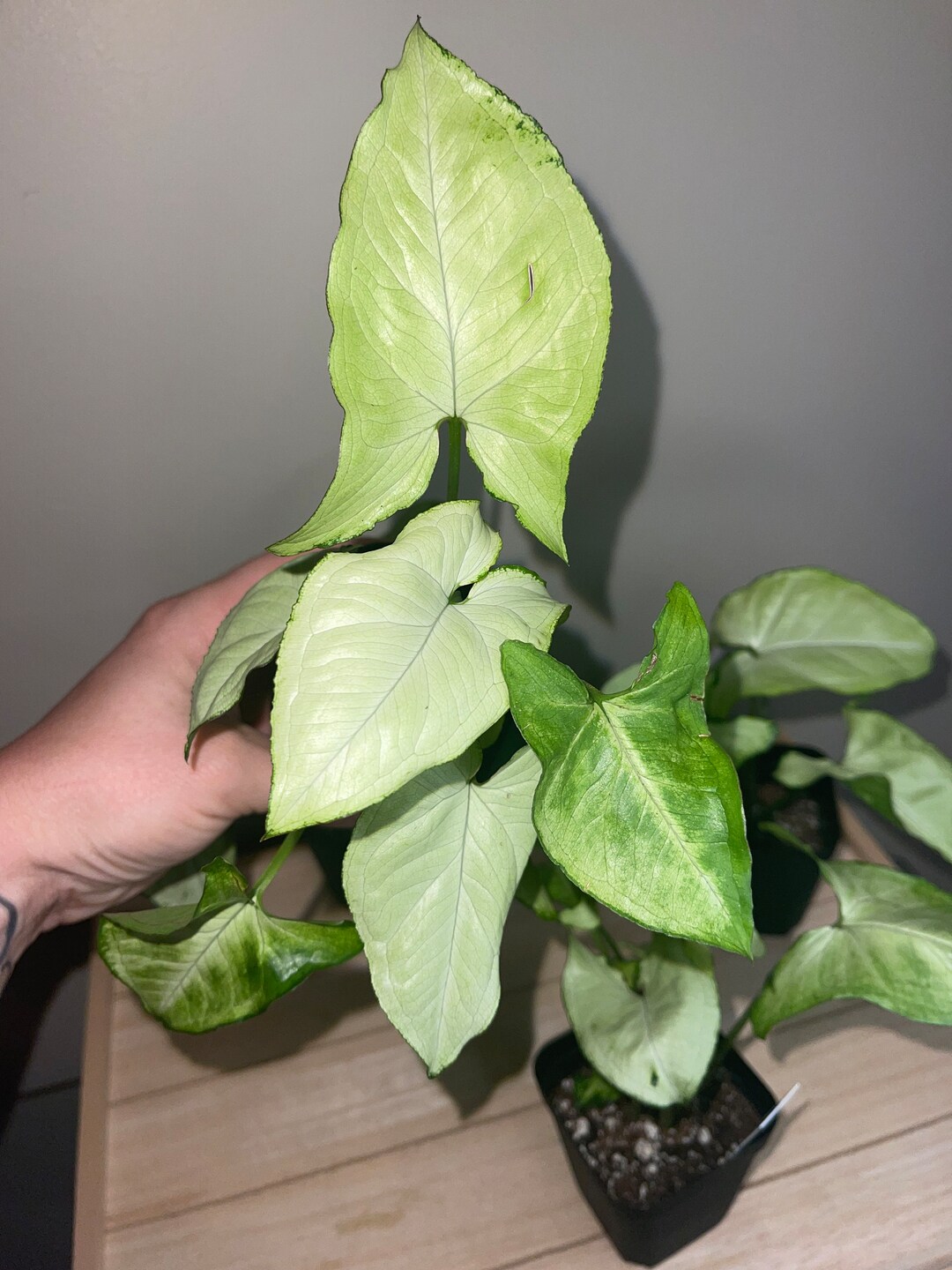 Syngonium Holly M., Arrowhead Vine, Starter Plant, Small Plants, Full ...