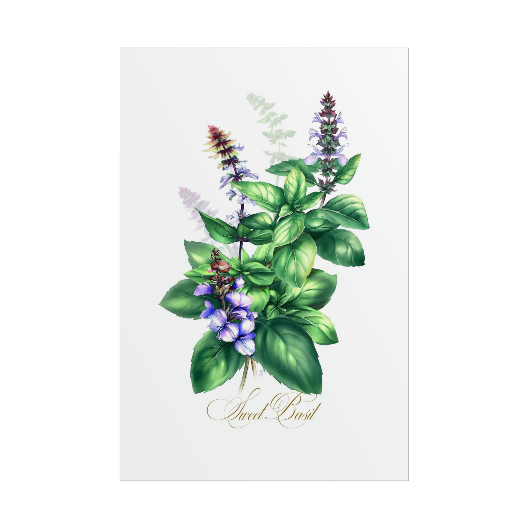 Sweet Basil Botanical Prints Watercolor Fine Art Home Decor Restaurant ...