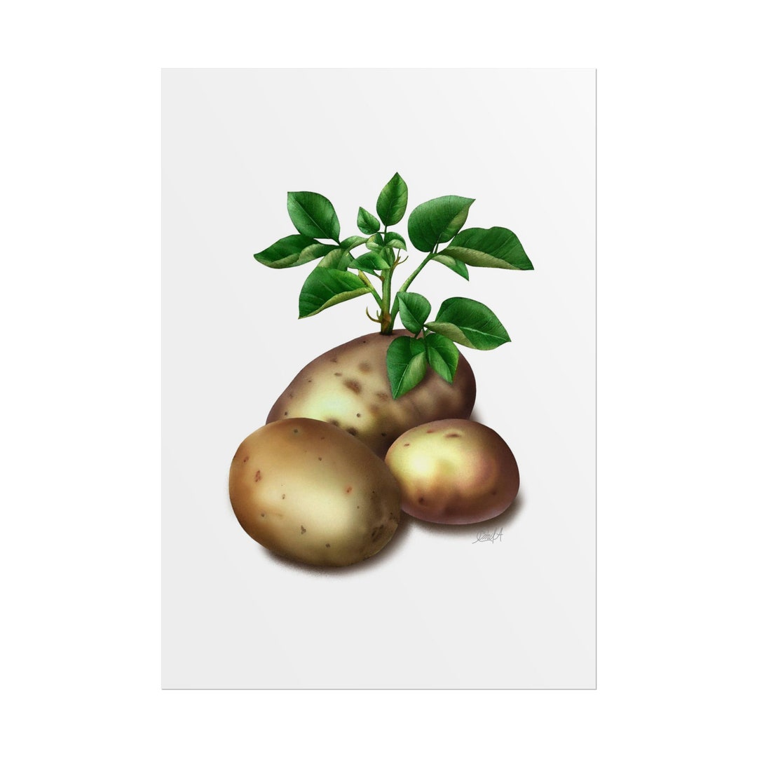 Potato Botanical | Watercolor | Paper Print | Home Decor | Wall Gallery ...