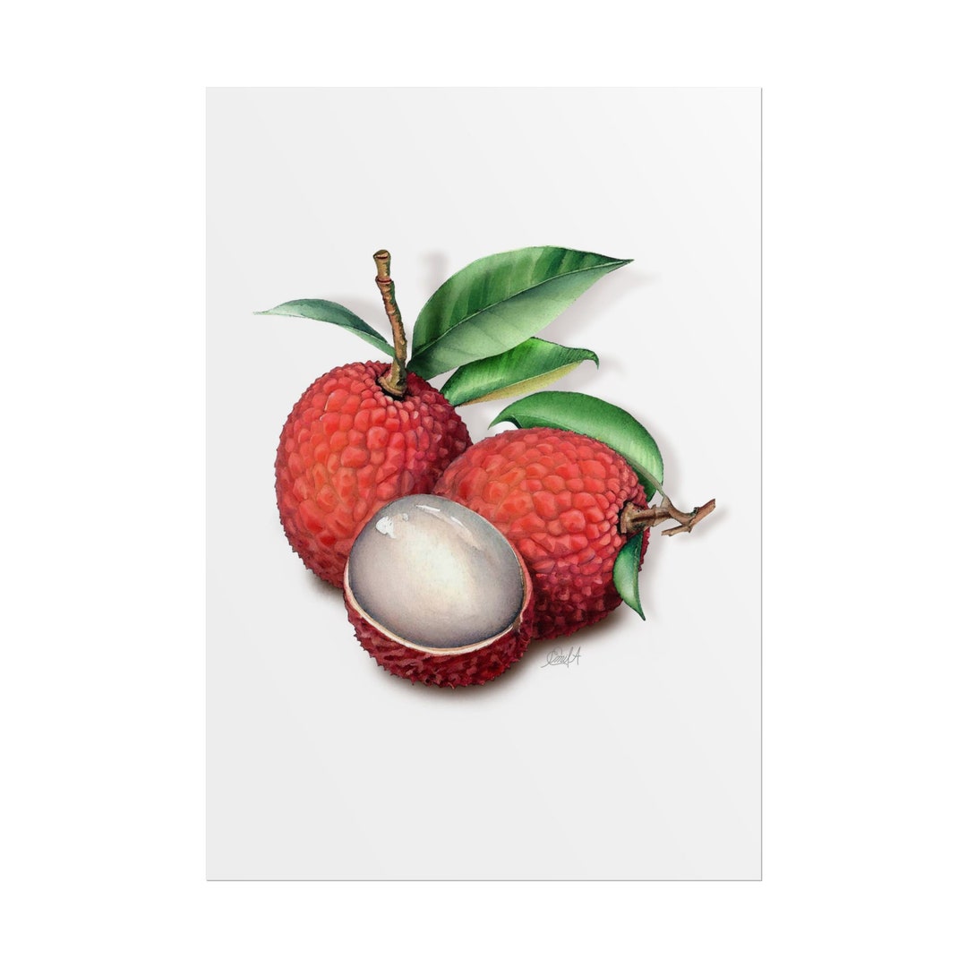 Lychee Botanical Print Realistic Watercolor Fruit Art - Etsy