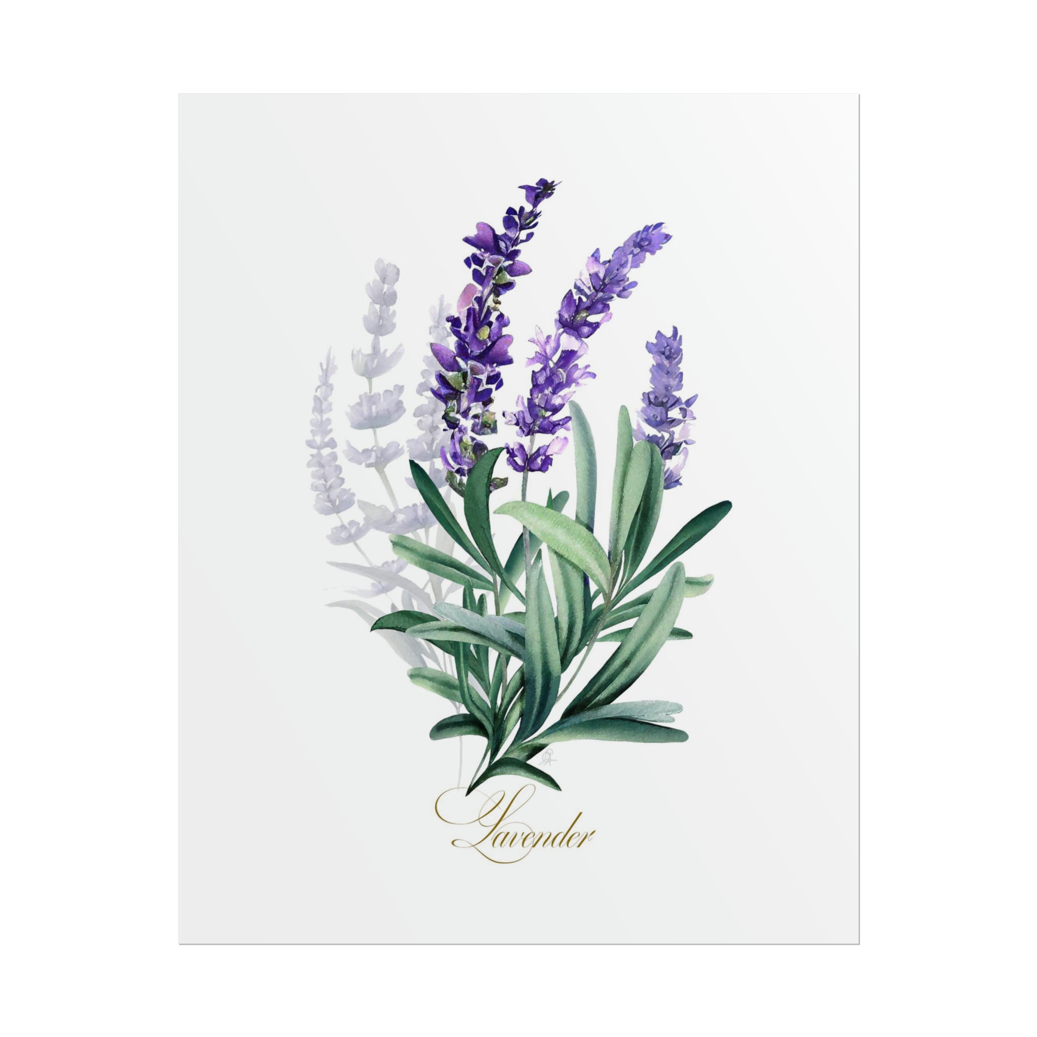 Botanicals Lavender Watercolor Print Fine Art Home Decor Restaurant ...