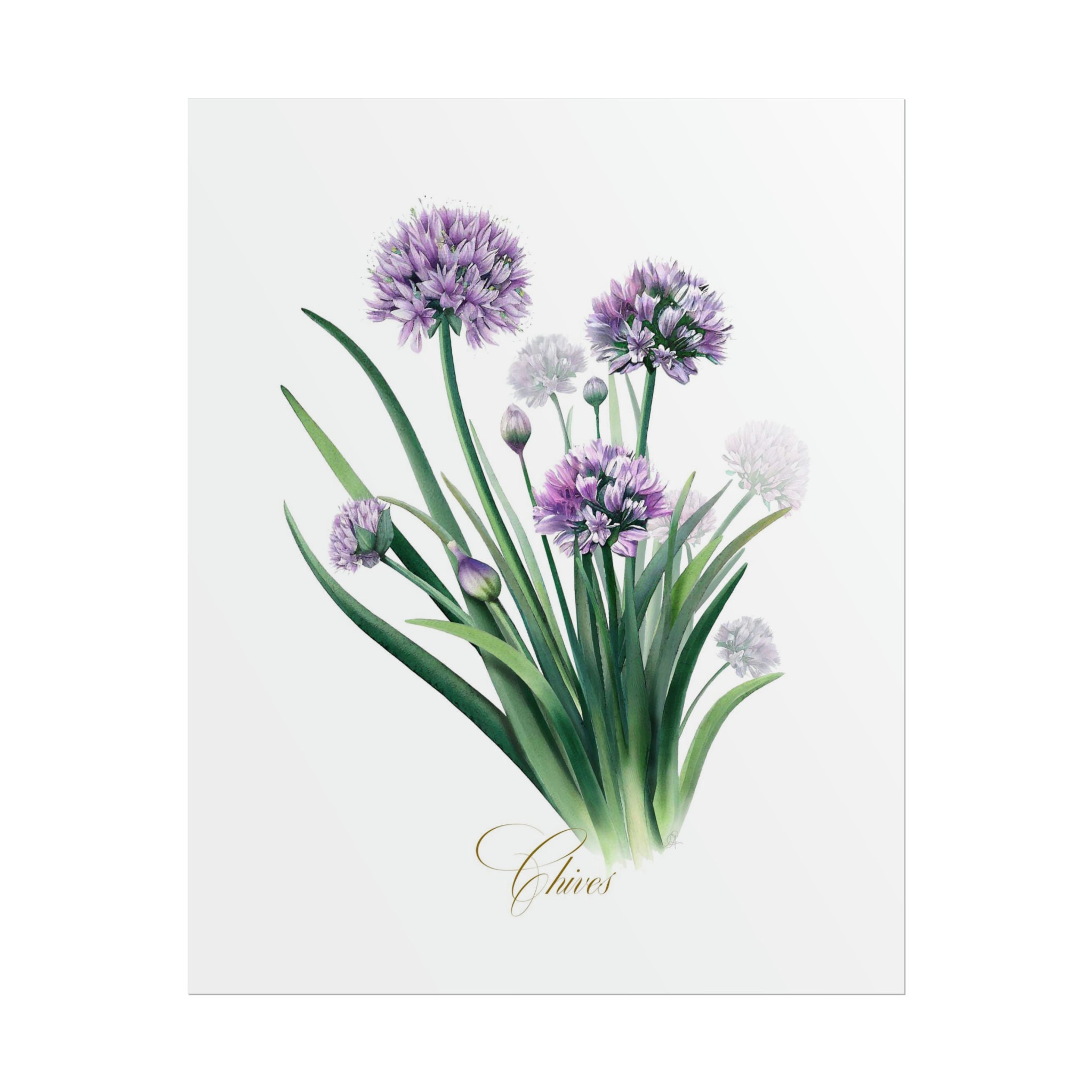 Chives Botanical Prints Watercolor Fine Art Home Decor Restaurant Decor ...