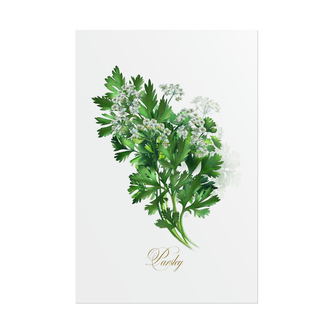 Parsley Botanical Watercolor Art Home Decor Restaurant Decor Hotel ...