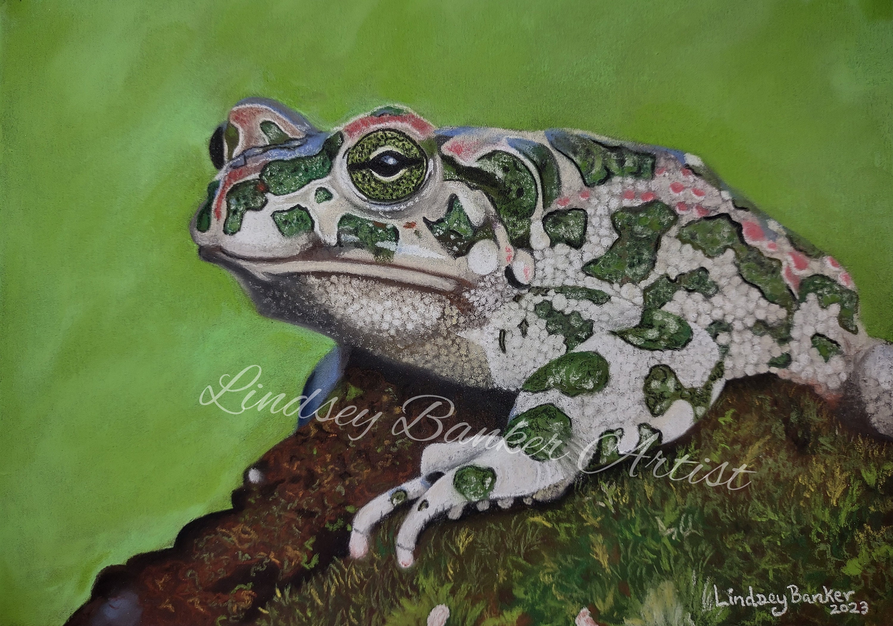 Toad Pastel Art ORIGINAL - Etsy