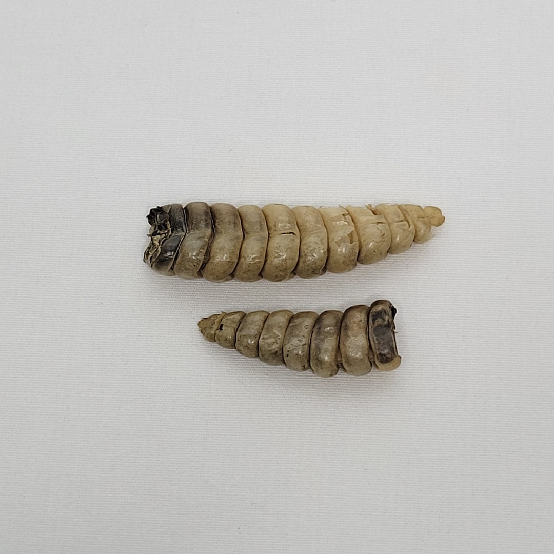 Pair of Vintage Rattlesnake Rattles 1.5 & 2 Long - Etsy