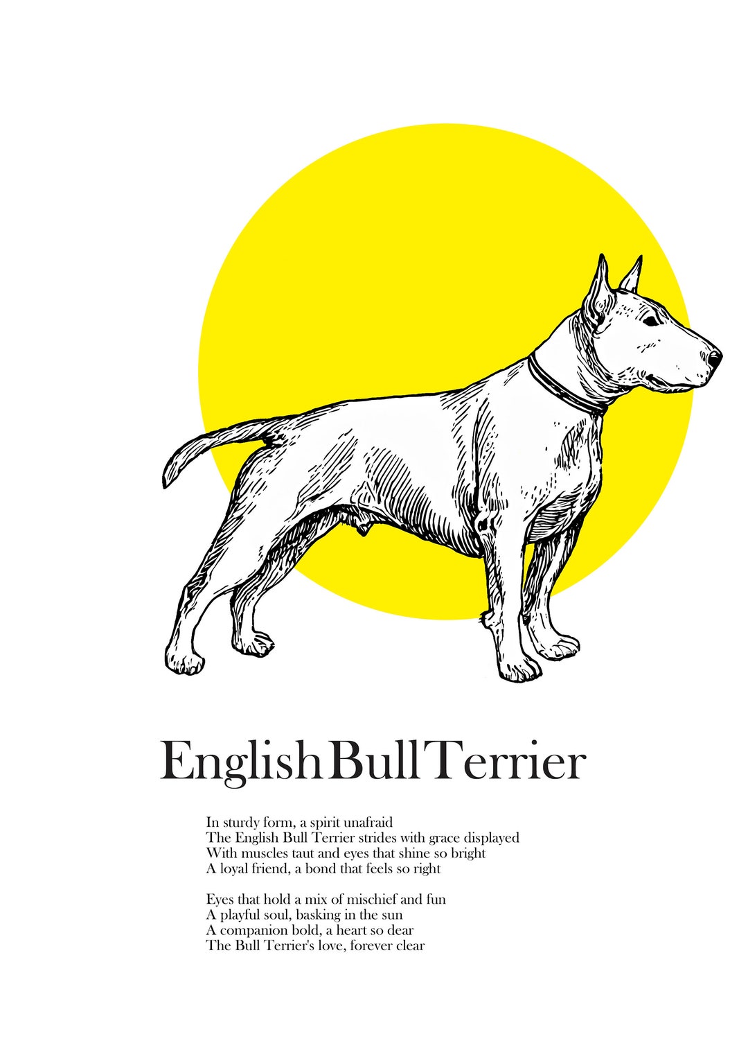 Original English Bull Terrier Drawing, Bull Terrier Fine Art Print and ...