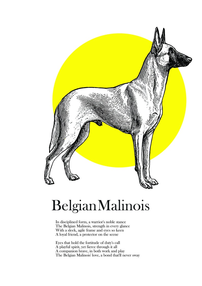 Original Belgian Malinois Drawing, Belgian Malinois Art Print, Belgian Malinois Sketch, Belgian ...