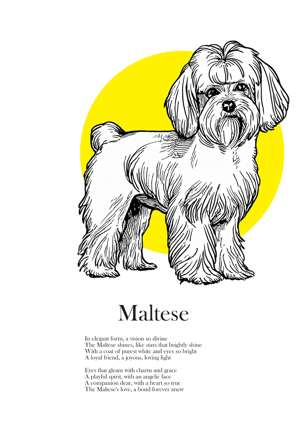 Original Maltese Dog Drawing, Fine Art Print and Mount Included - Etsy