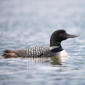 Wisconsin Loon Digital Print - Etsy