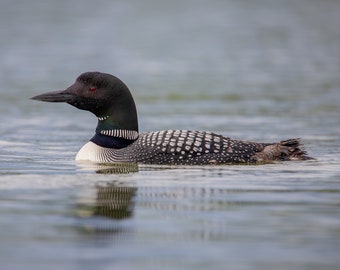 Wisconsin Loon Digital Print - Etsy