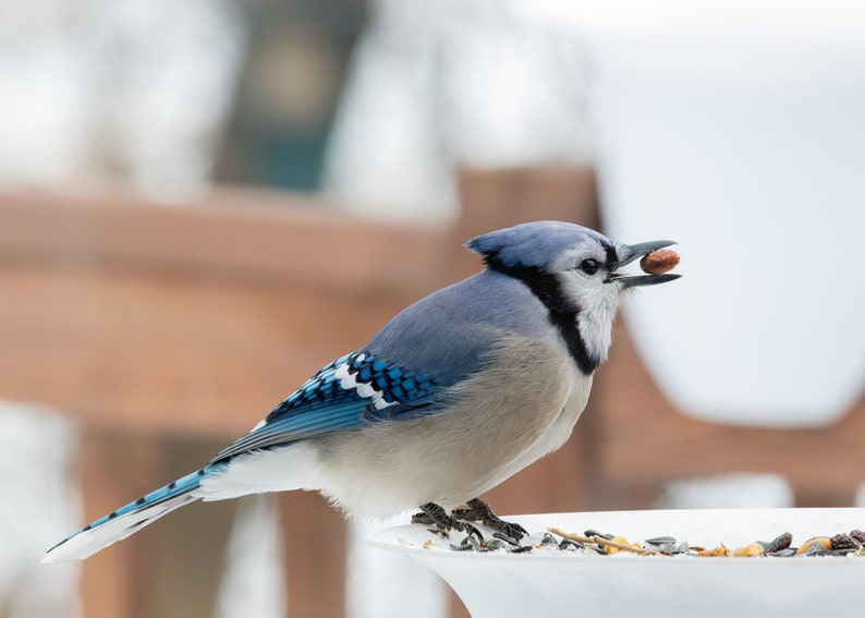 Blue Jay Snack Digital Print - Etsy