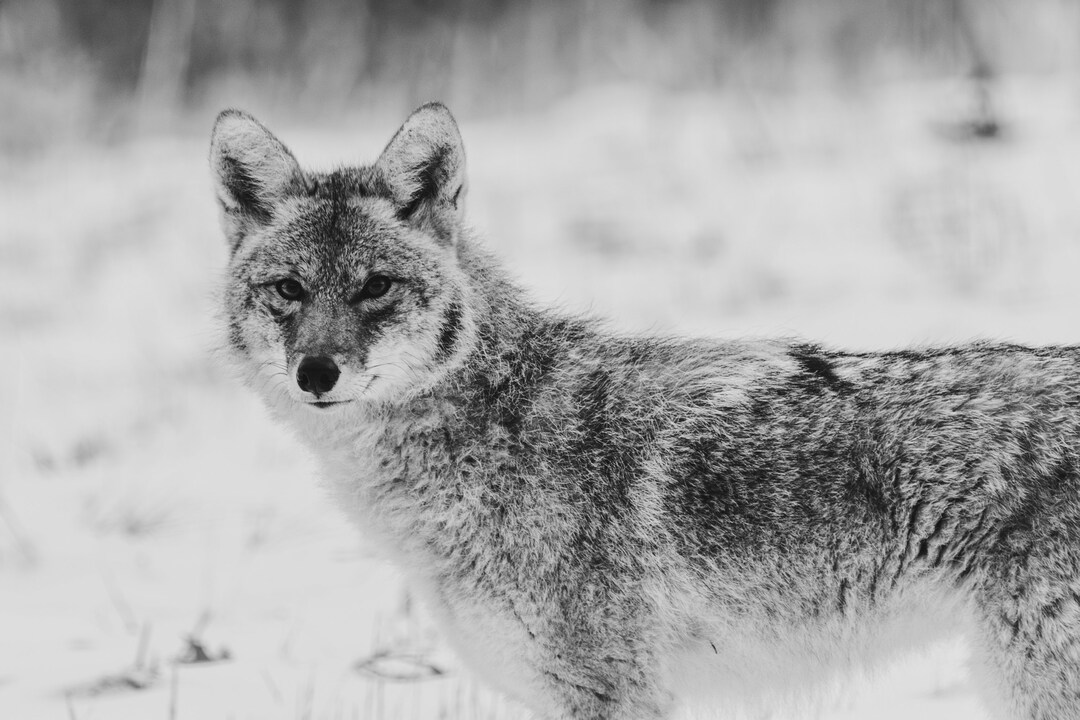 Coyote up Close - Digital Photo - Etsy