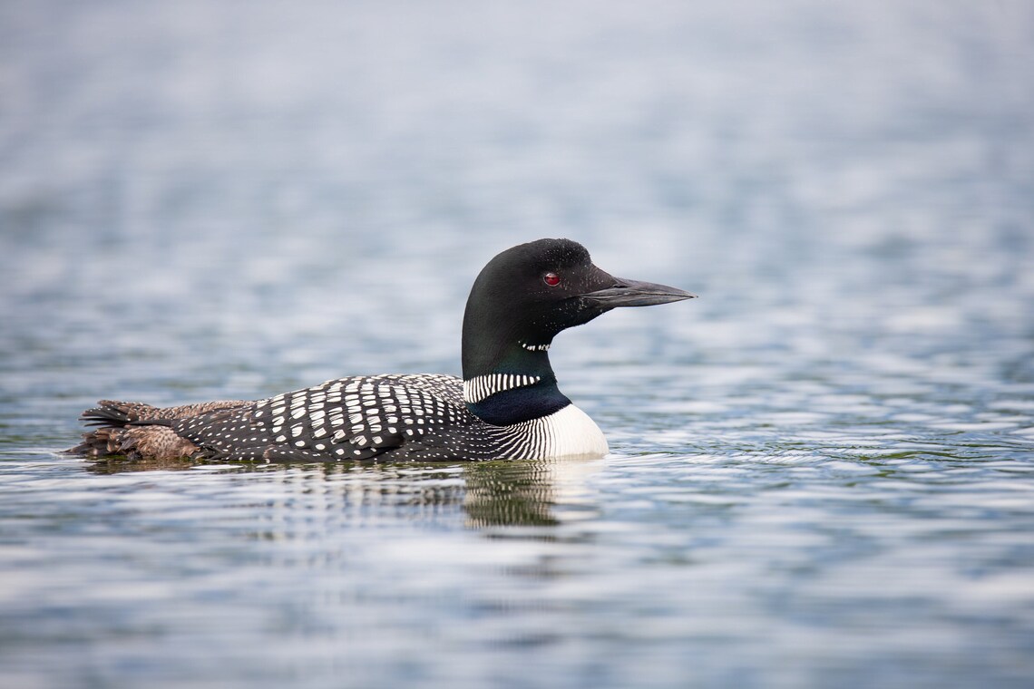 Wisconsin Loon Digital Print - Etsy