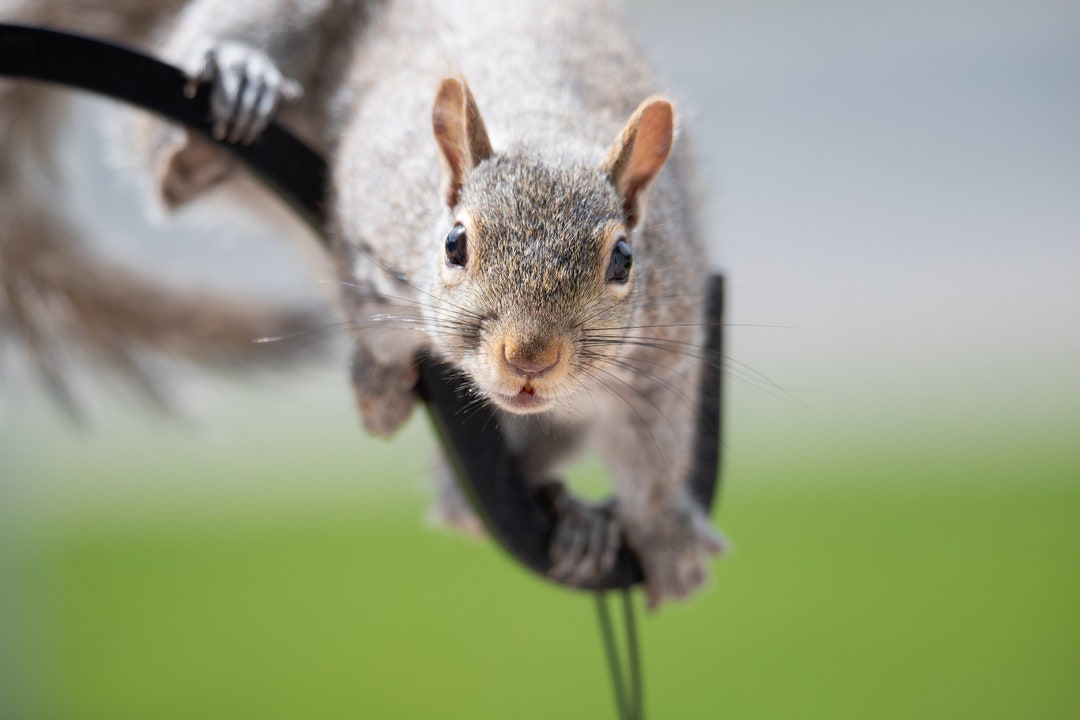 Grey Squirrel Digital Photo - Etsy