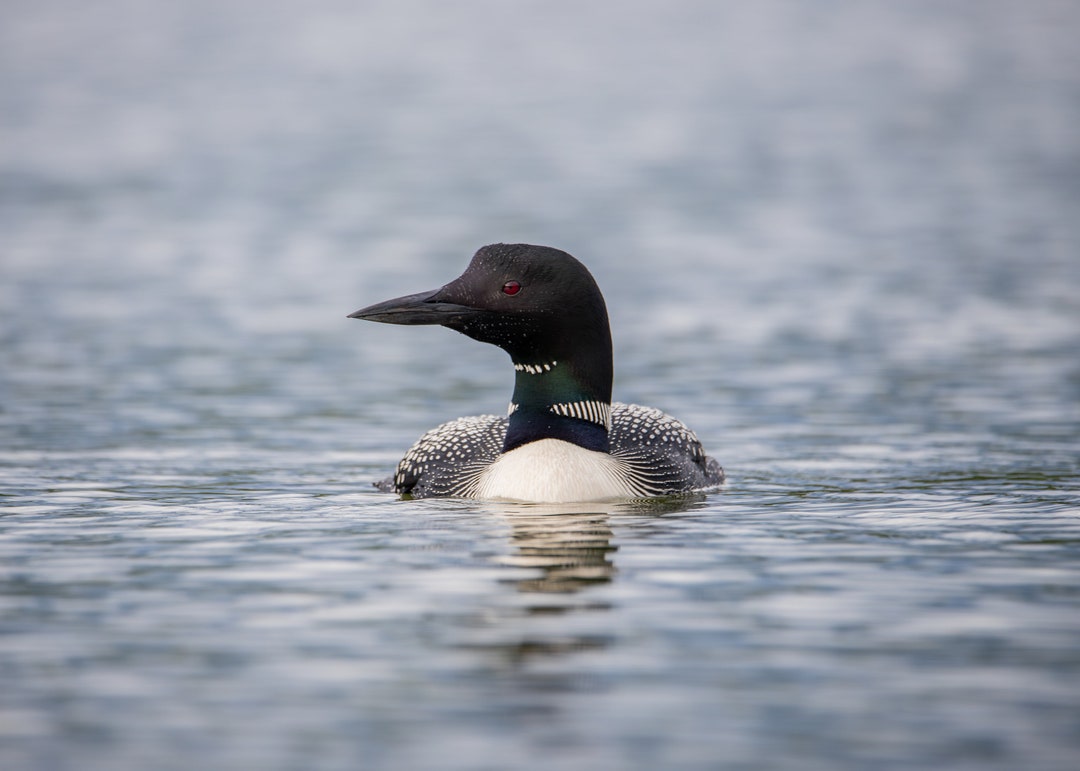 Common Loon Floating - Digital Print - Etsy