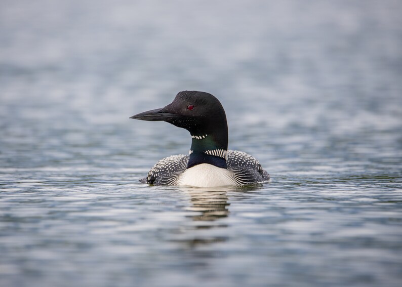 Common Loon Floating - Digital Print - Etsy