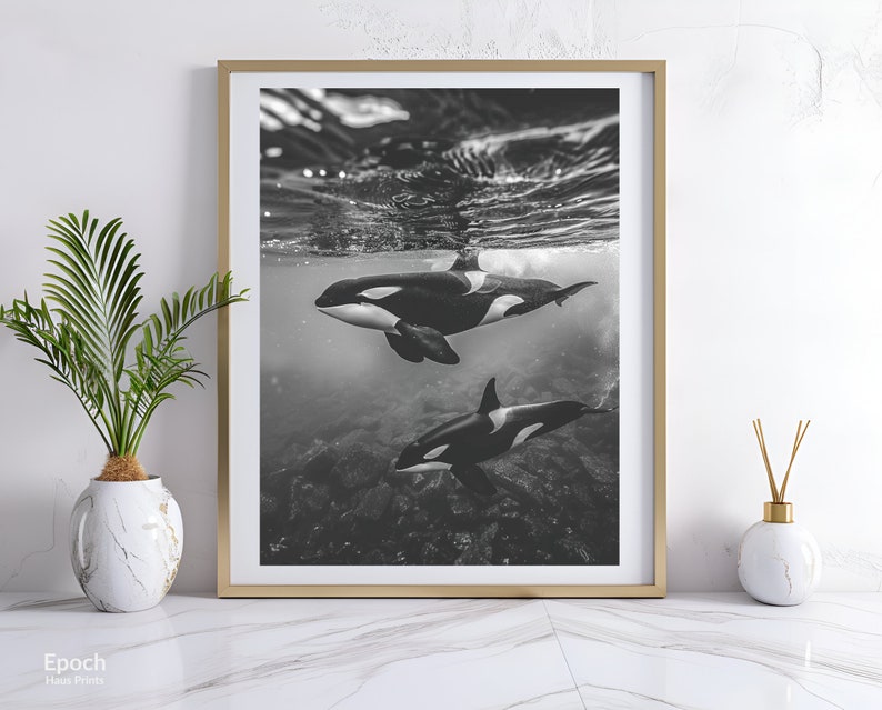 Black and White Photograph of Orca Whale, Orca Whale Photo, Marine ...
