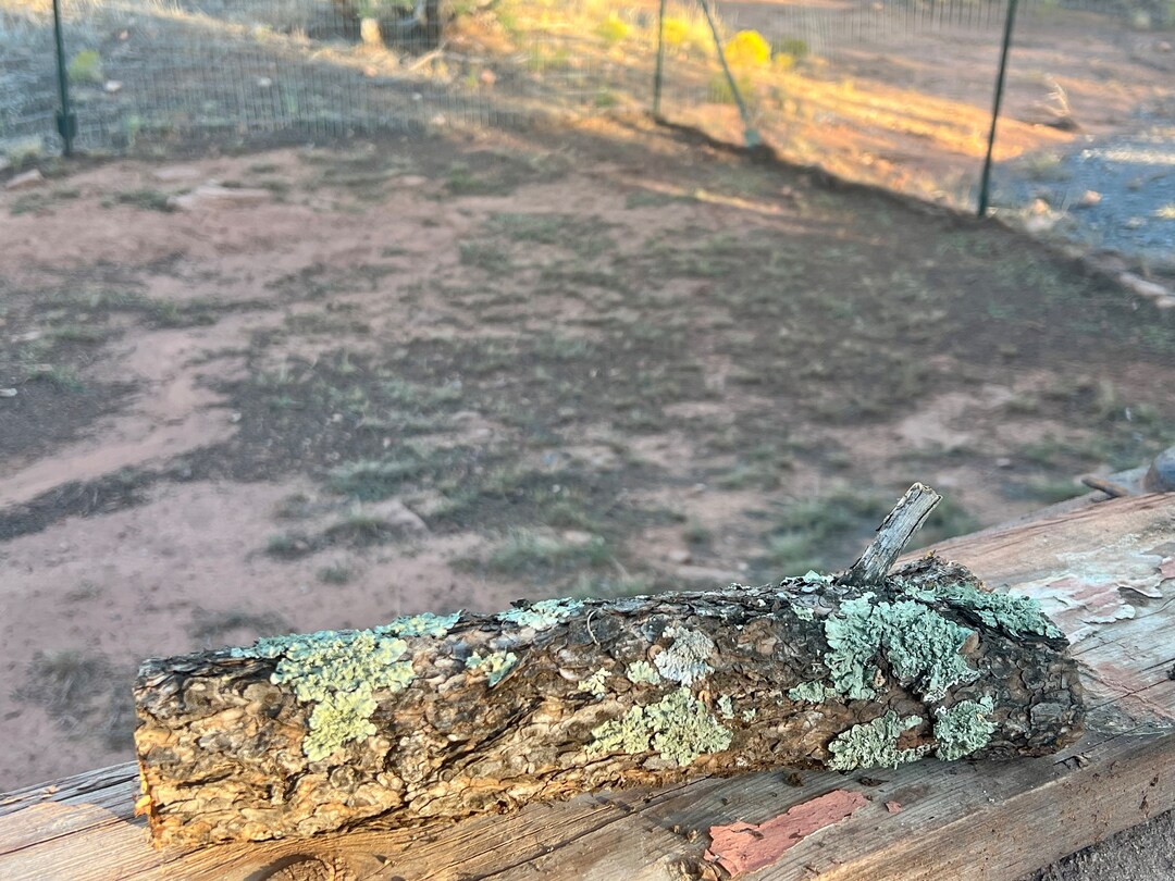 Piñon Lichen Wood Log Terrarium or Garden Decor - Etsy