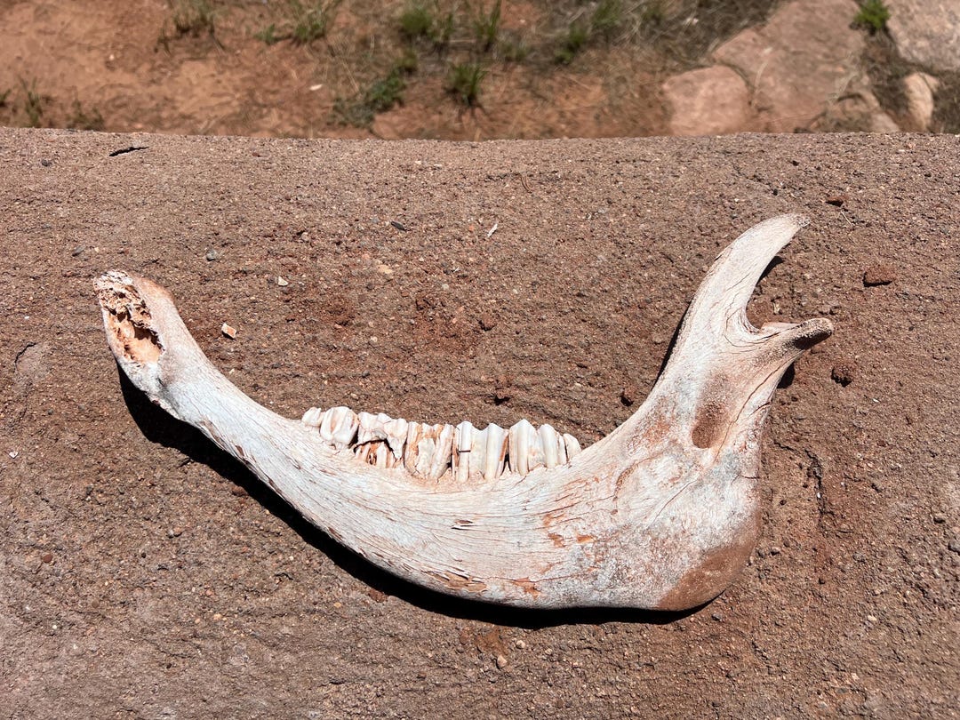 Bovine Cow Mandible Jawbone - Etsy