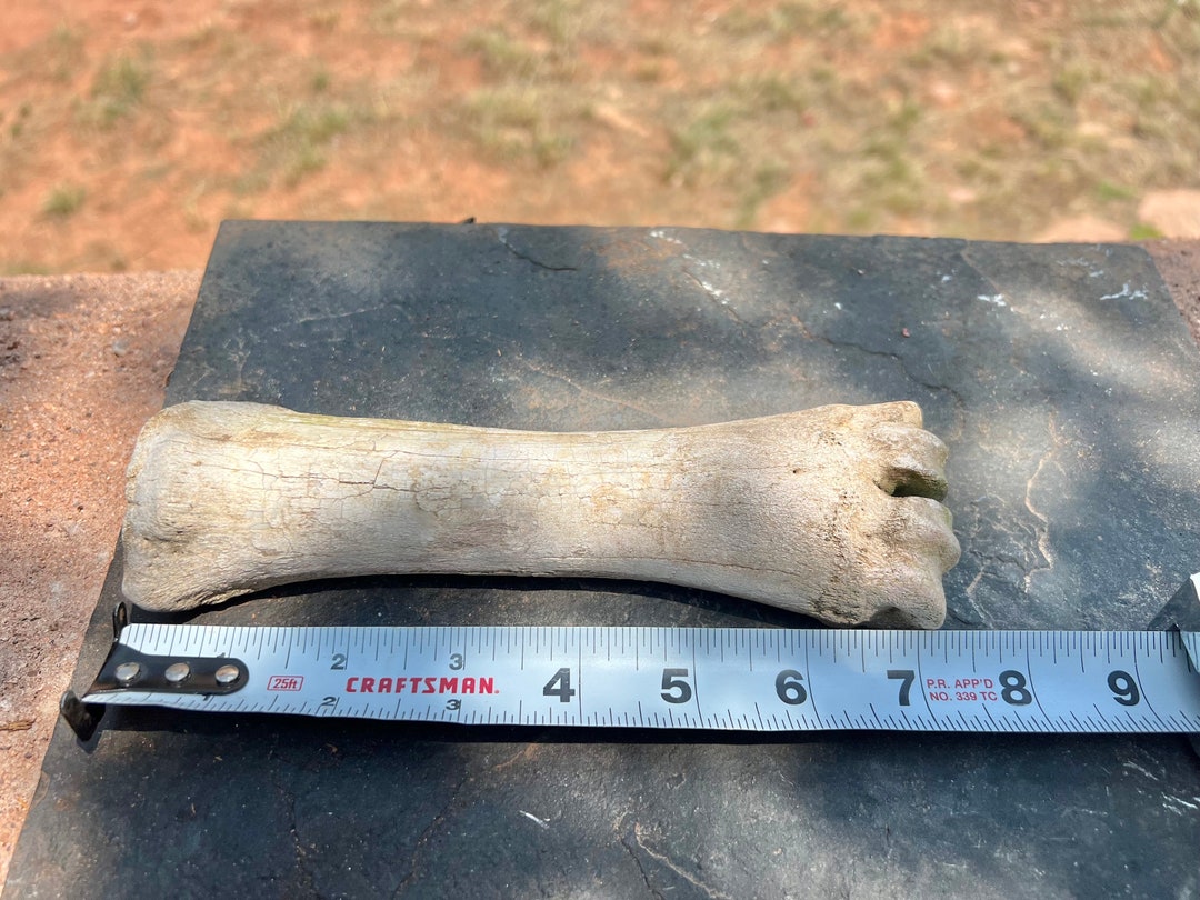 Bovine Metacarpal Metacarpus Bone Cow or Bison Weathered - Etsy