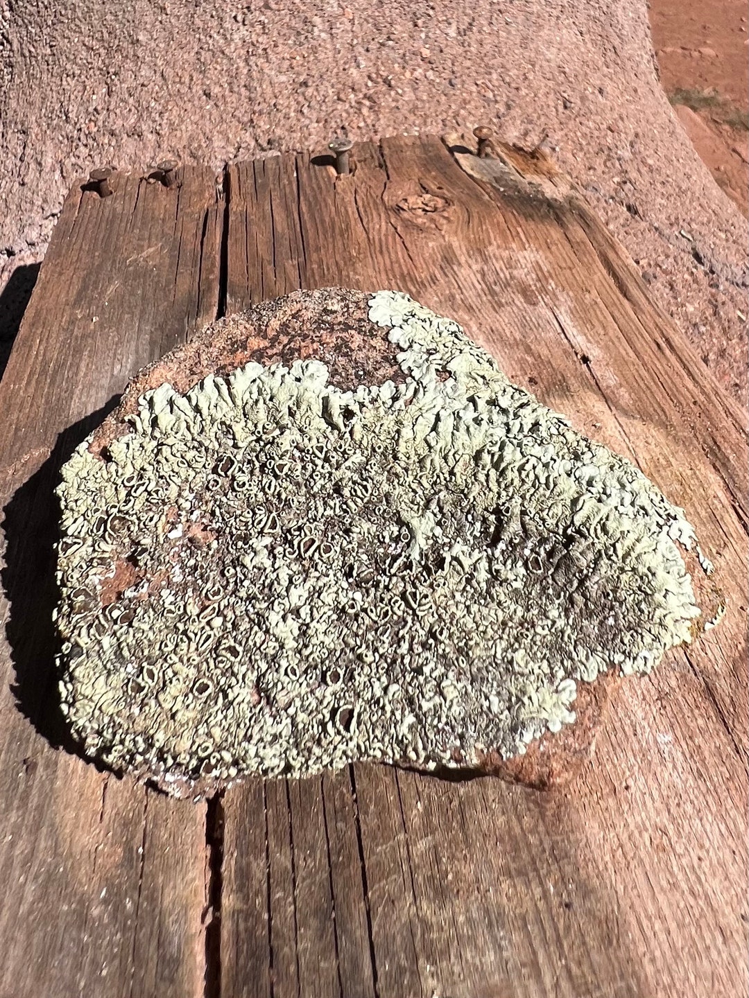 Southwest Lichen Sandstone Rock - Etsy