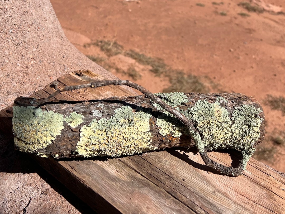 Piñon Lichen Wood Log Terrarium or Garden Decor - Etsy