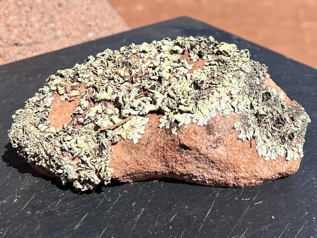 Southwest Lichen Sandstone Rock - Etsy