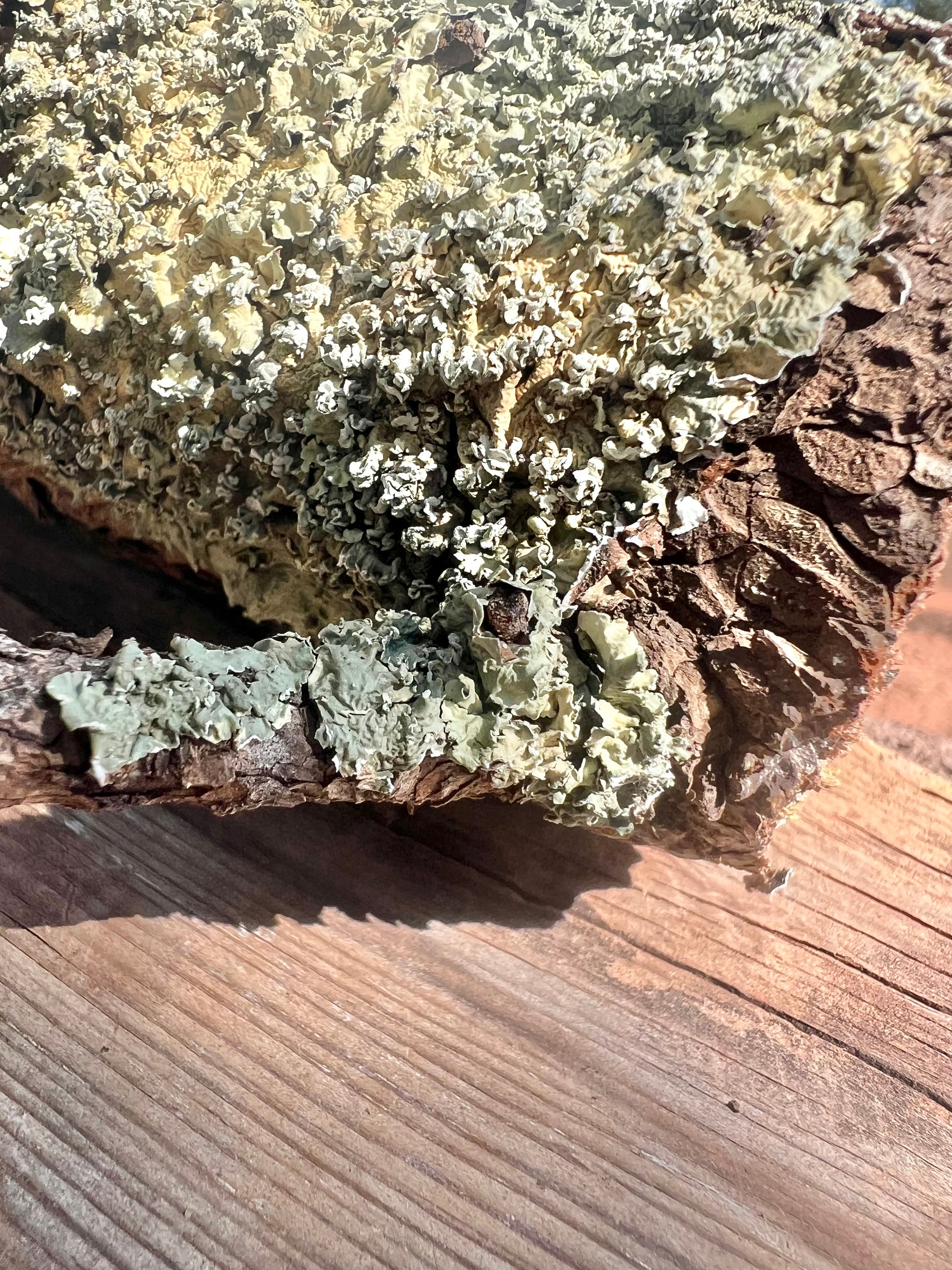 Piñon Lichen Wood Log Terrarium or Garden Decor - Etsy