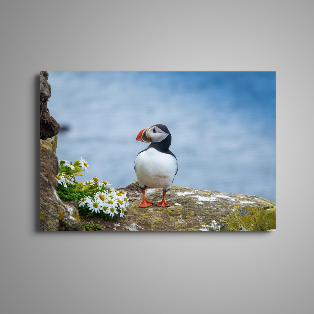 Puffin Wall Art Canvas | Photograph of Iceland Puffin | Fine Art Puffin ...