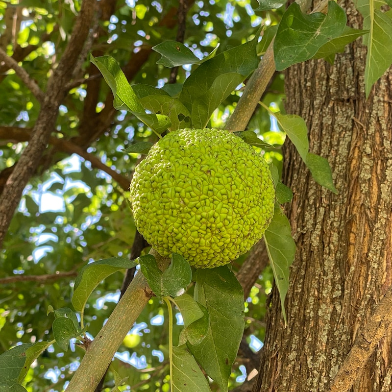 Osage Orange - Etsy