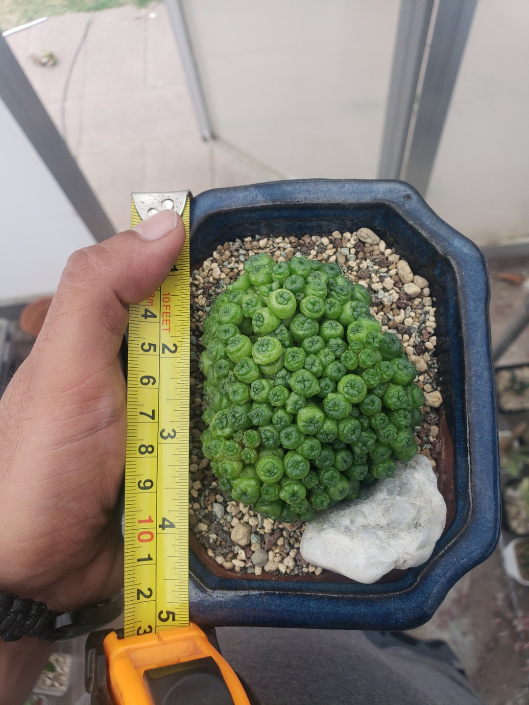 Mammillaria Bocasana Cv fred - Etsy