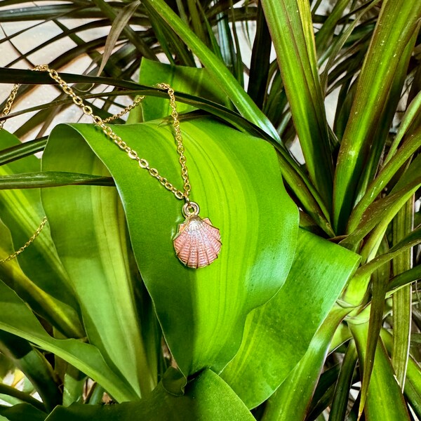 Pink Seashells - Etsy